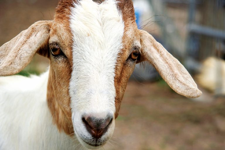 A Guide to Eye Problems and Eye Infections in Goats - Goat Journal